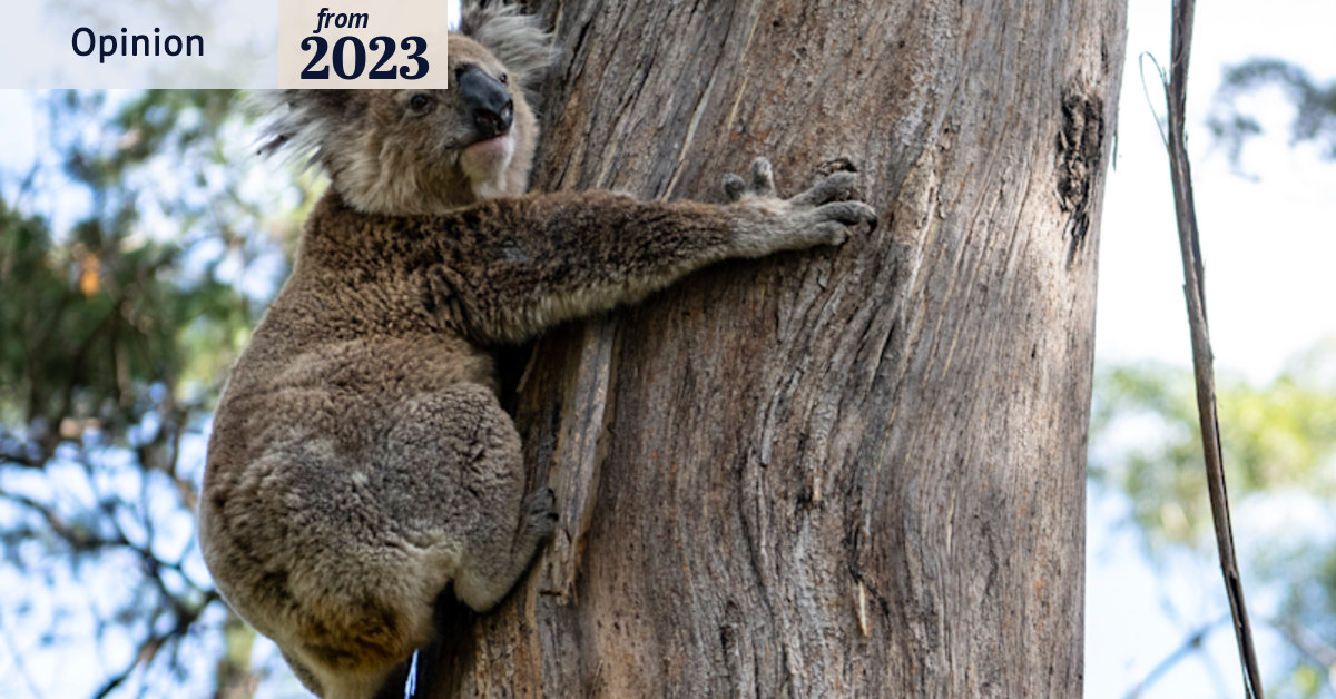 Gunnedah koala colony gave hope of a better tomorrow. Not anymore.