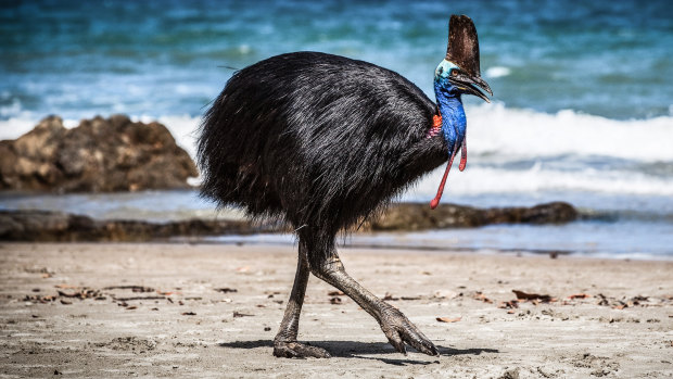 Cassowary attack: Florida man killed by large bird he kept on his farm