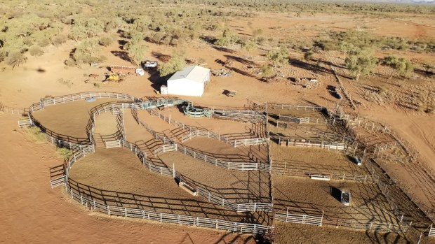 NT farmers buy adjoining cattle stations for $38.5m