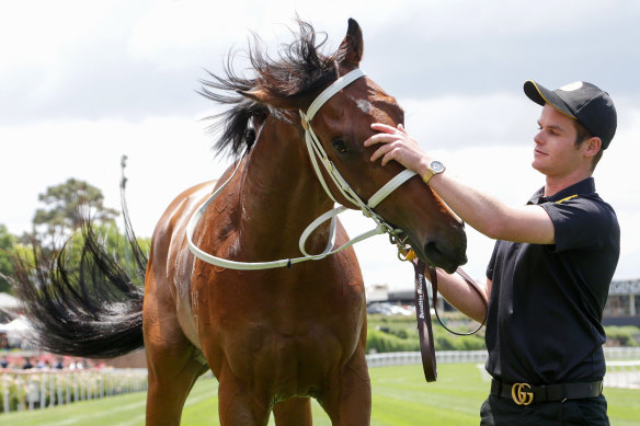 Tagaloa to become highest-priced Victorian stallion