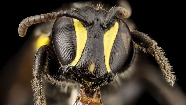 Humble Bee: How New Zealand's forward-thinking biotech company is ...