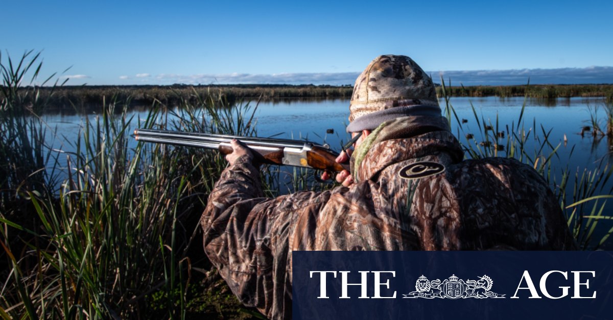 Duck hunting Victoria: Residents who live near shooting zones report ...