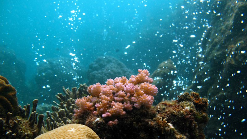 Ocean acidification: How a beautiful curtain of bubbles led to a bleak ...