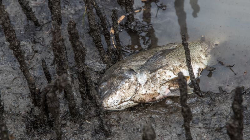 Scores of dead fish, eels wash up after Melbourne factory fire
