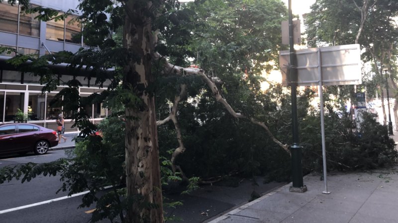 Investigation launched after tree branch falls onto CBD road and path