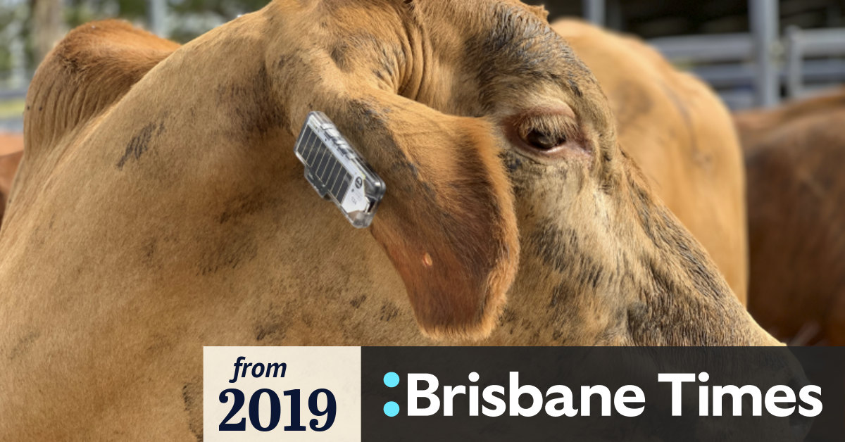 Queensland's 'Fitbit for cows' on way to Brazil