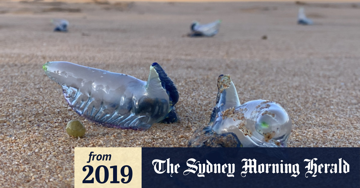 Bluebottle: how to treat stings and warning signs