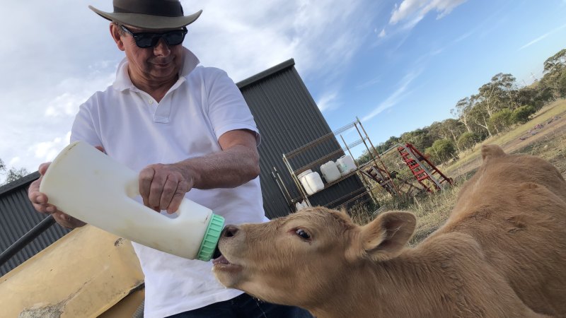 A poddy calf summons memories of a free-range childhood