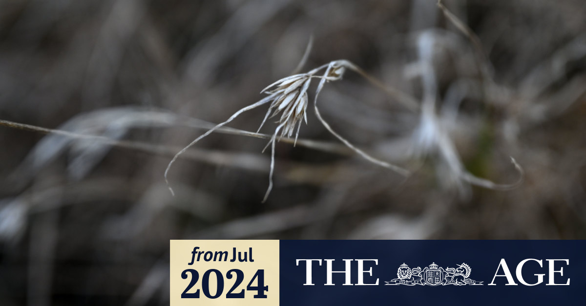 Grasslands on Melbourne’s fringe intended to protect native animals ...