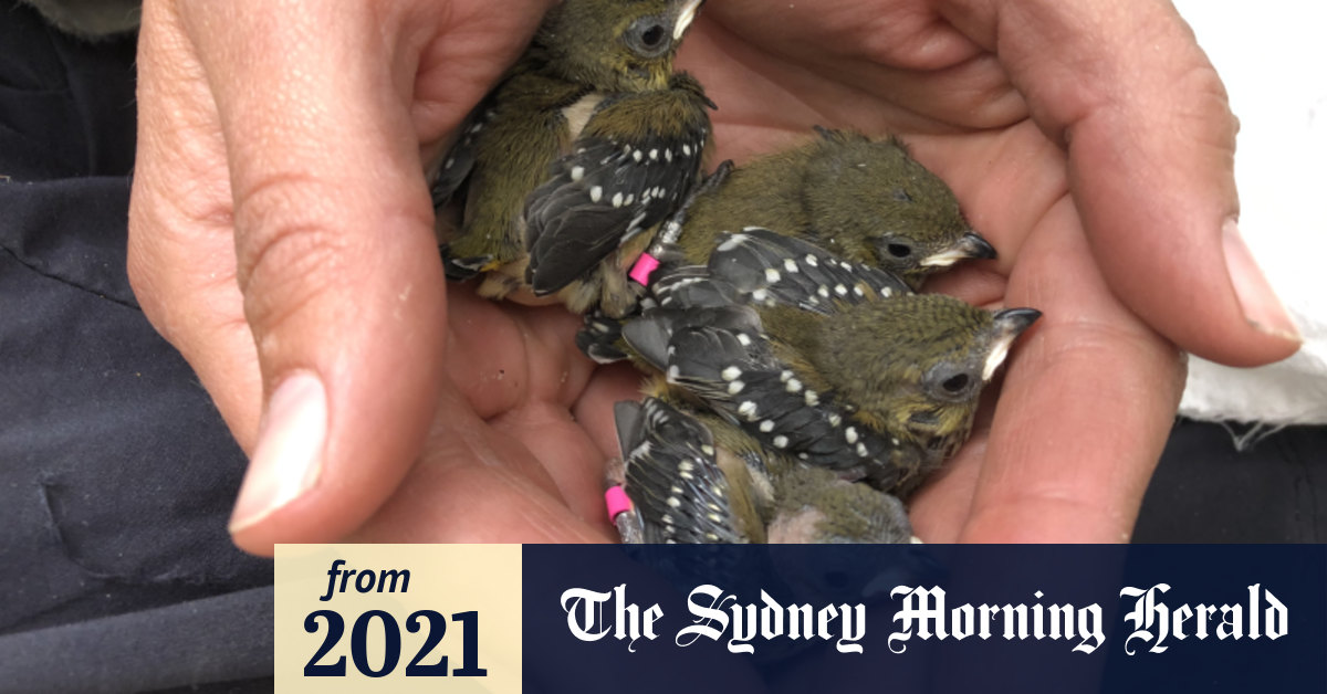 The 40-spotted pardalote: How to help one of Australia’s rarest birds ...