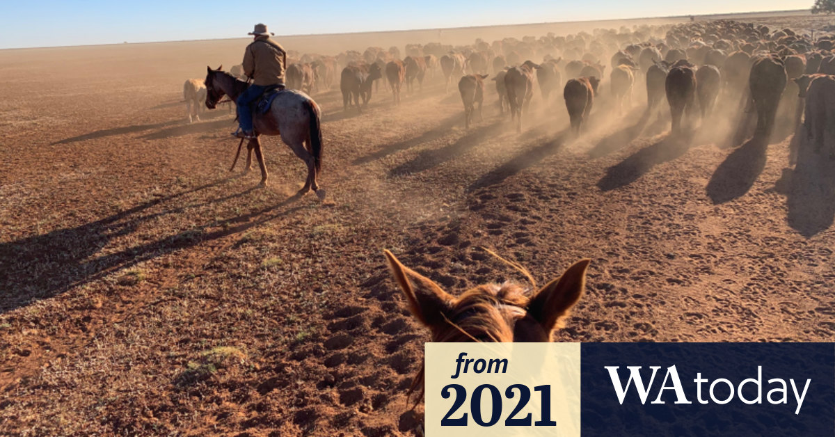 Country crooks: Police charge cattle rustling syndicate over theft of ...