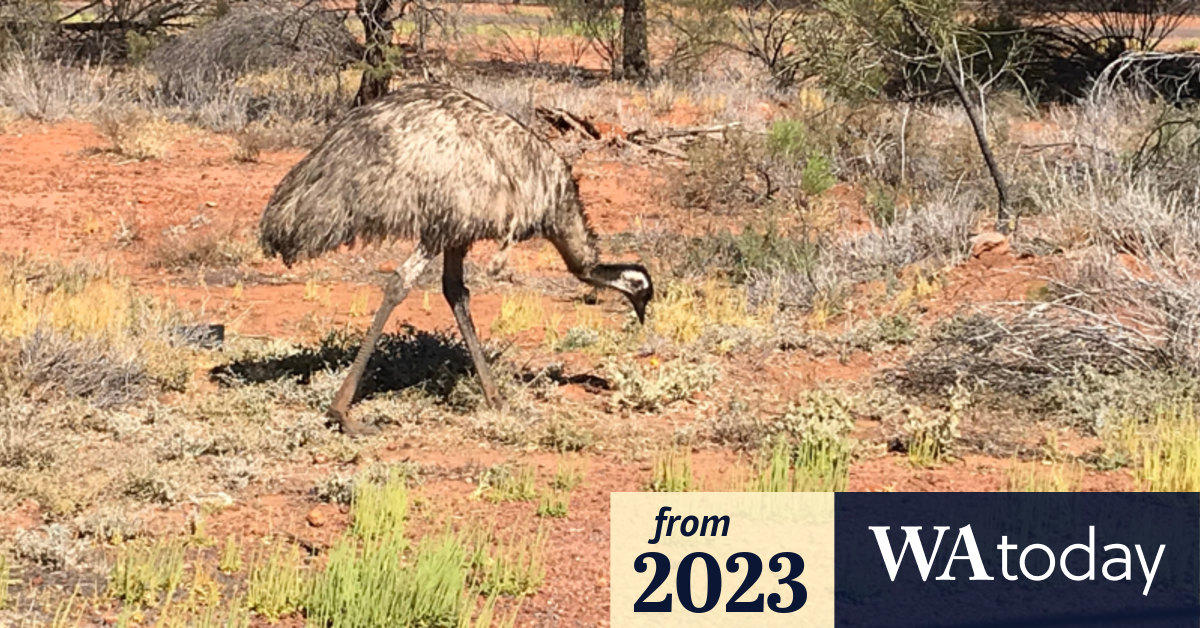 WA motorcyclist fighting for life after hitting emu
