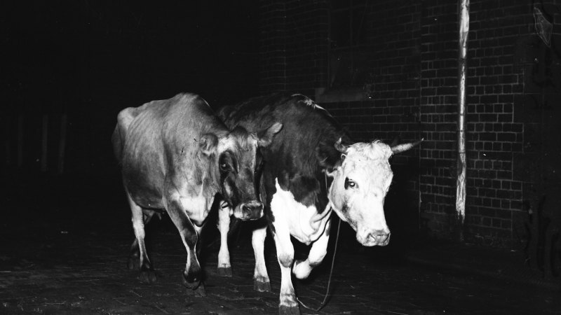 From the Archives, 1957: 107 cows in wild stampede through South Melbourne
