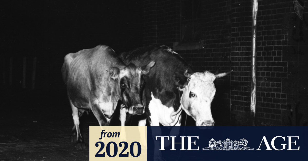 From the Archives, 1957: 107 cows in wild stampede through South Melbourne