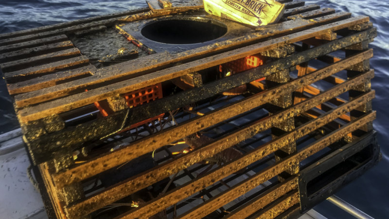 Guilt-free fishing arrives with WA company's plastic-free bait system