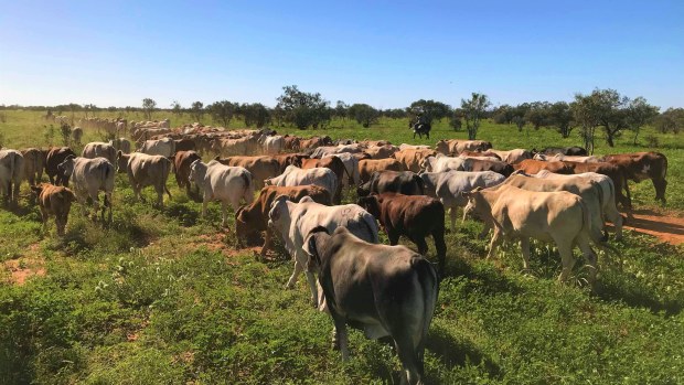 A million acres in Channel Country for $40 million