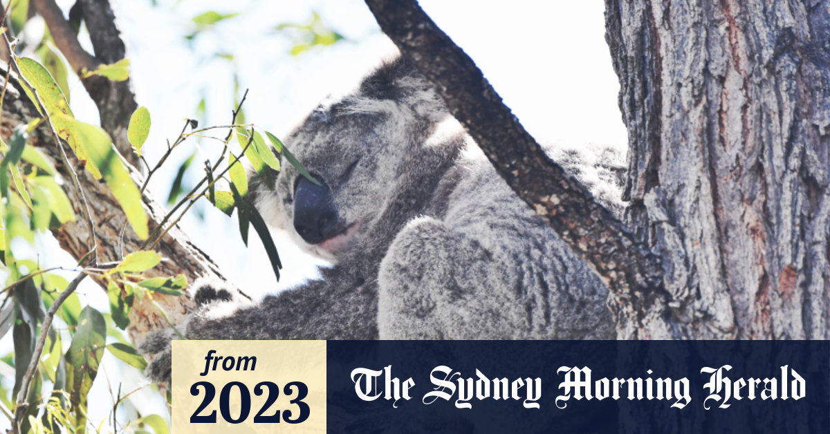 NSW koala population in western Sydney poses test for NSW government
