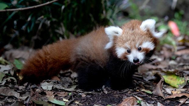 Taronga Zoo's red panda breeding program produces triplets for the ...