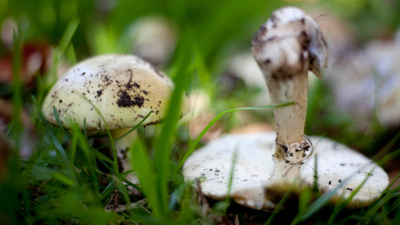 Warning as dozens hospitalised with mushroom poisoning