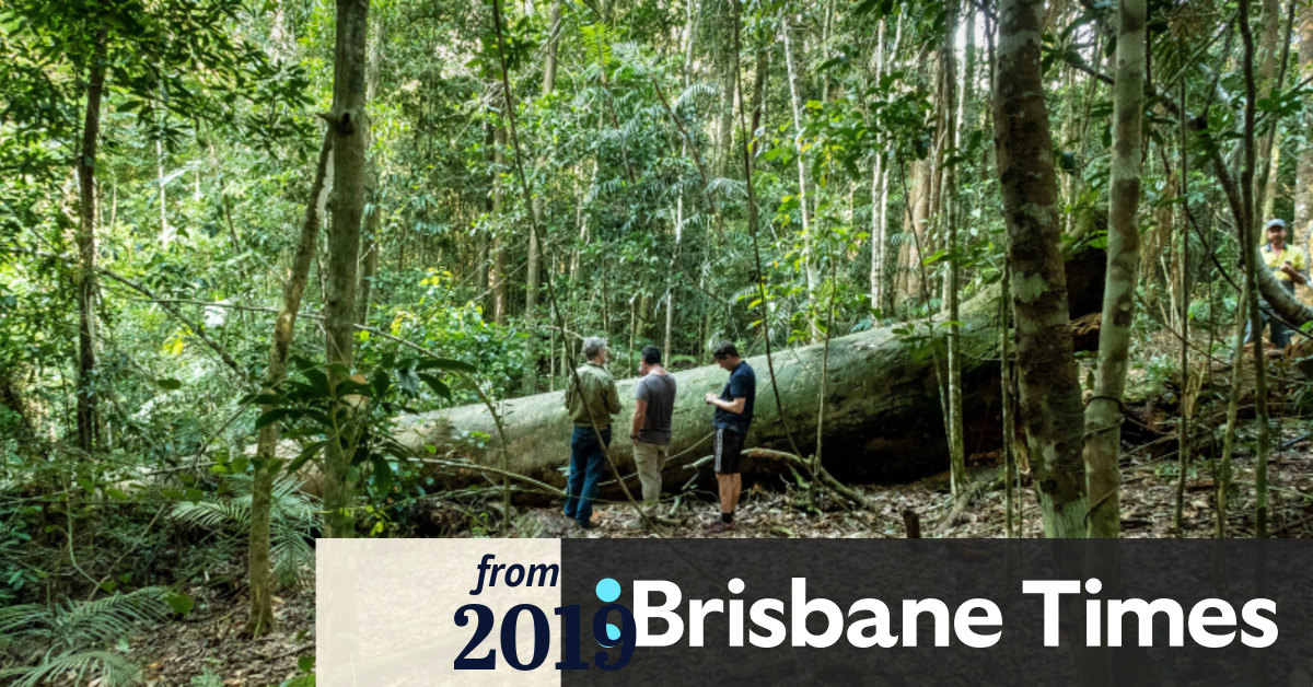 When an Indigenous scar tree falls in the forest, everyone now knows