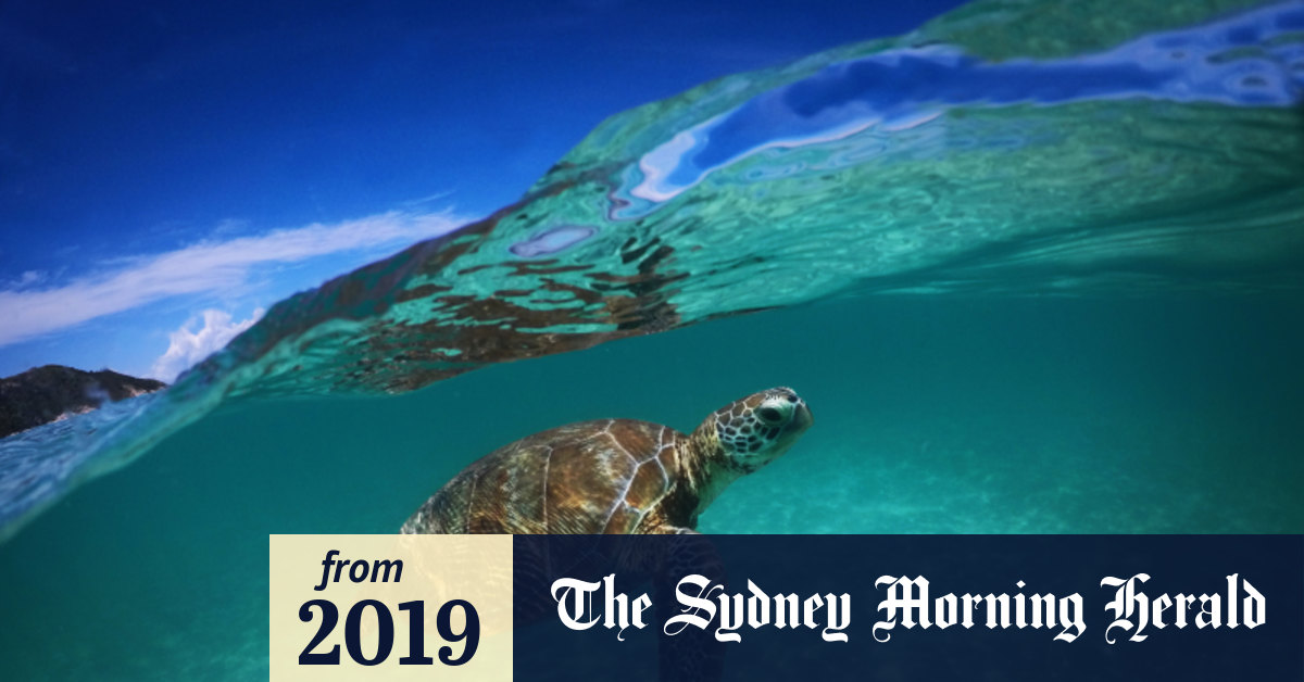 Climate change could turn green turtles female