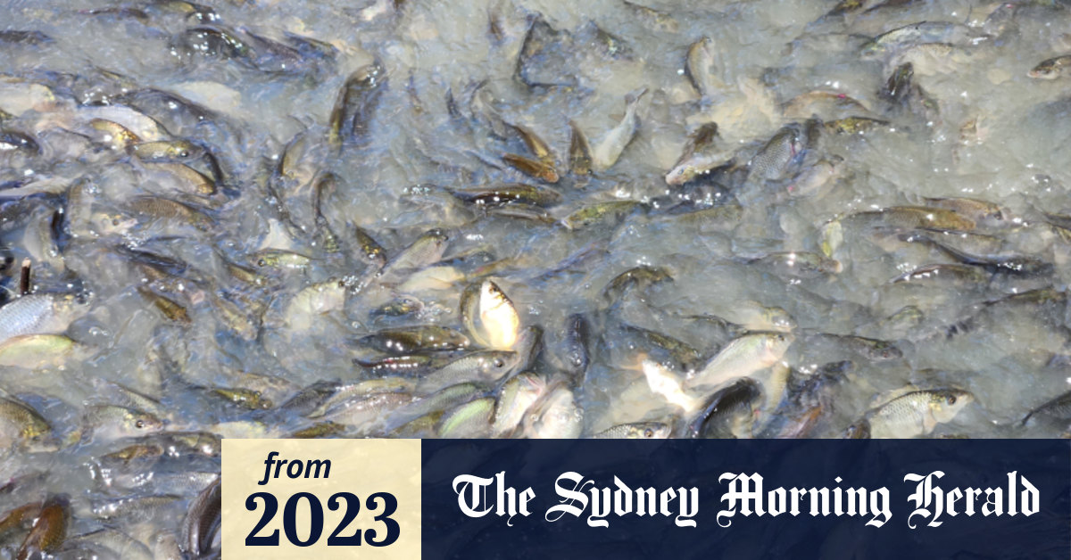 Carp plague: Invasive fish seize the day as floods extend south and west