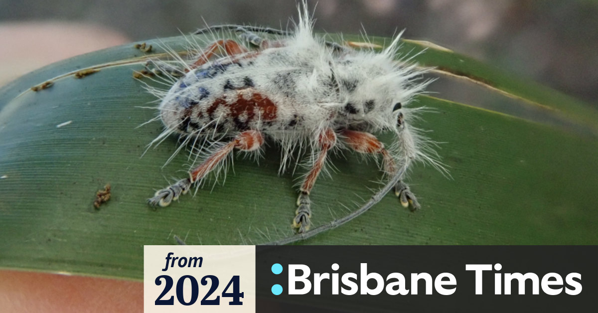 Fluffy longhorn beetle: Queensland camper discovers new bug in ...