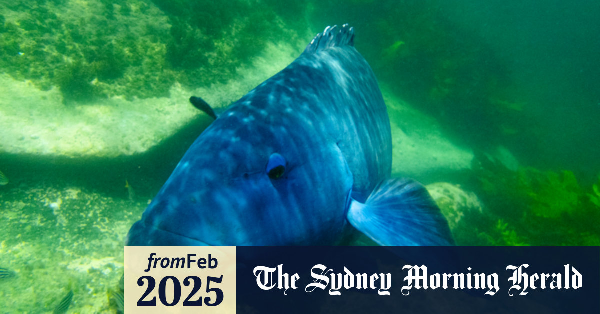 Blue gropers declining in NSW as government considers fishing ban