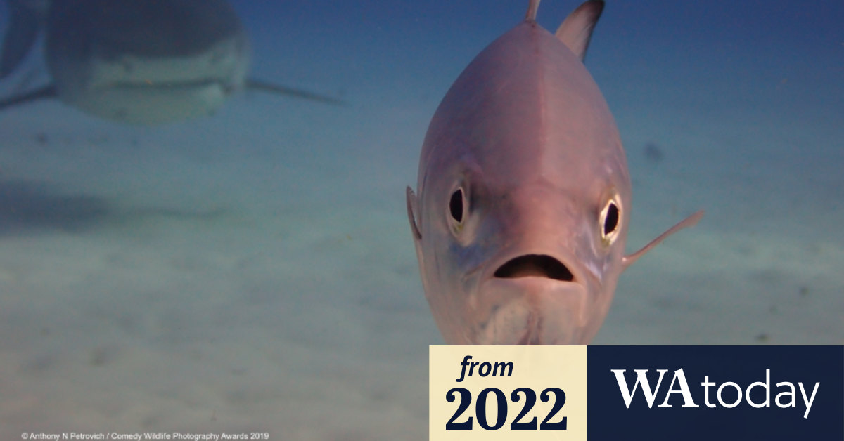 Itchy fish use sharks as scratching posts, WA study finds