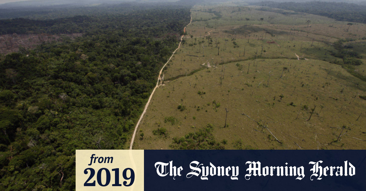 More than 200,000 hectares of Amazon forest have been destroyed in just ...