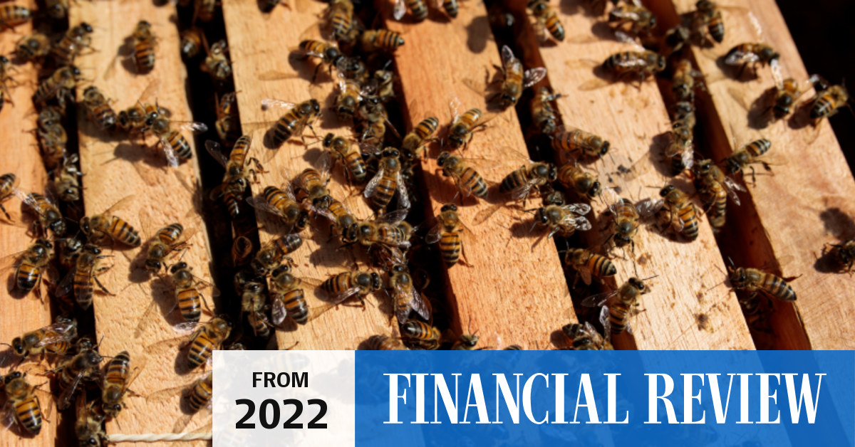 Varroa mite: Honey Bee Council CEO Danny Le Feuvre says industry ...