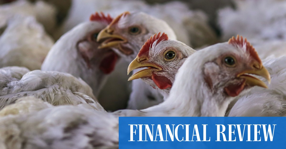 Poultry: VOAG portfolio, one of Australia’s major broiler chicken ...