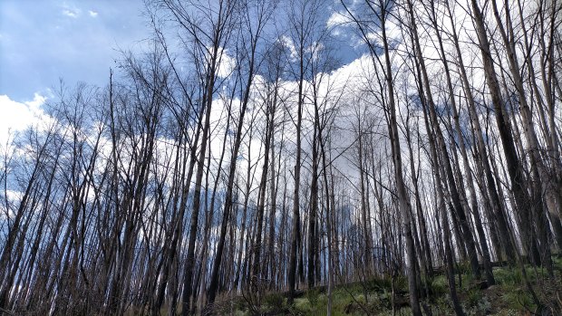 'Massive concern' for forests' long-term recovery after Black Summer