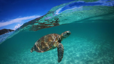 Climate change could turn green turtles female