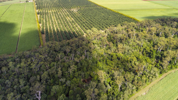 Queensland avocado aggregation seeks $50m investment partner