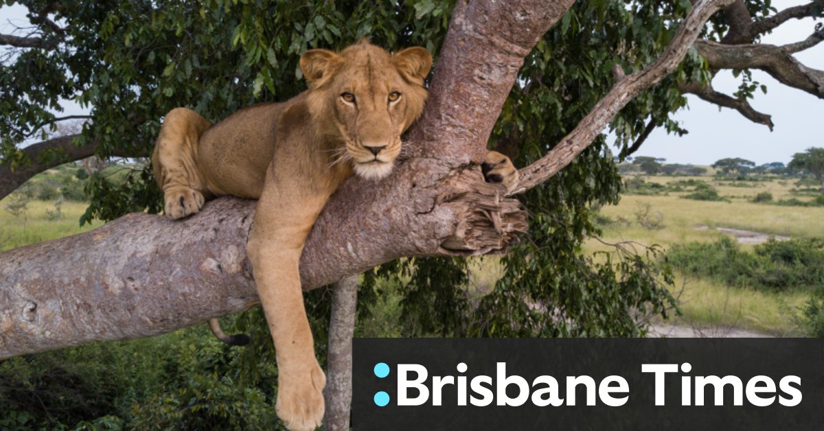 What record did a three-legged lion break? Take the Brisbane Times Quiz