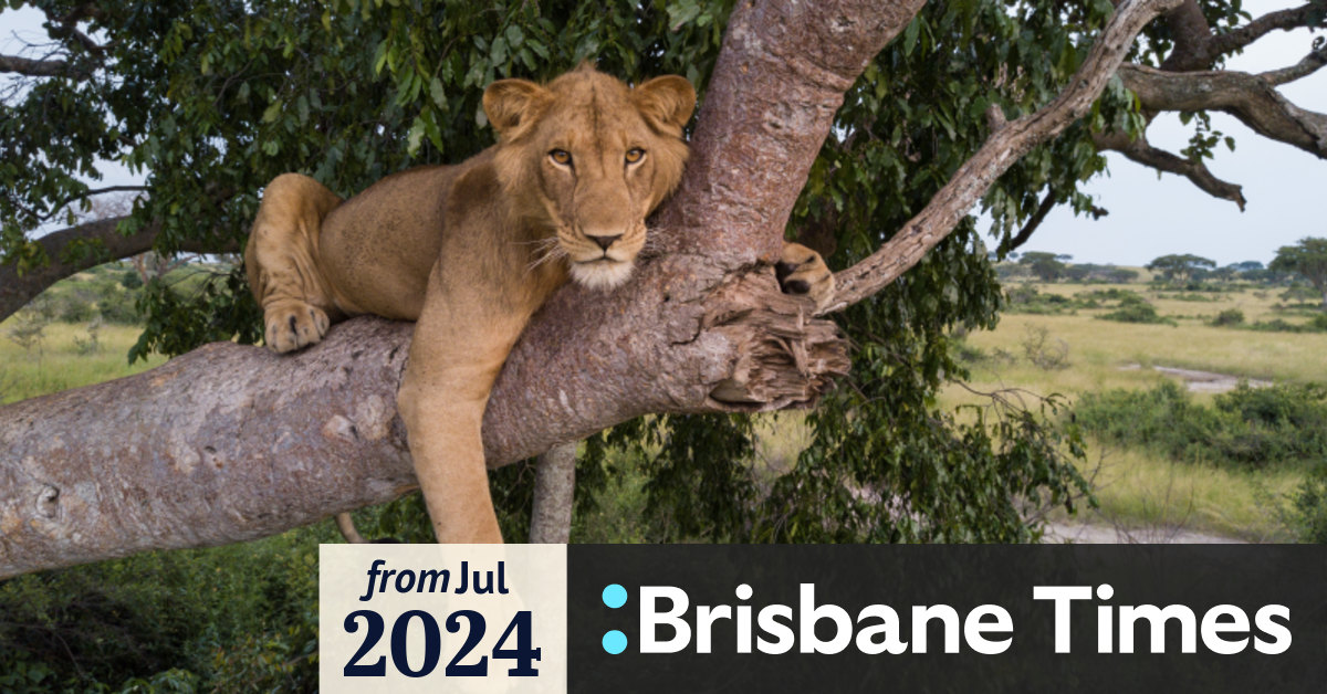 What record did a three-legged lion break? Take the Brisbane Times Quiz