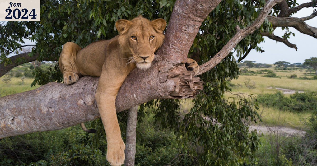What record did a three-legged lion break? Take the Brisbane Times Quiz