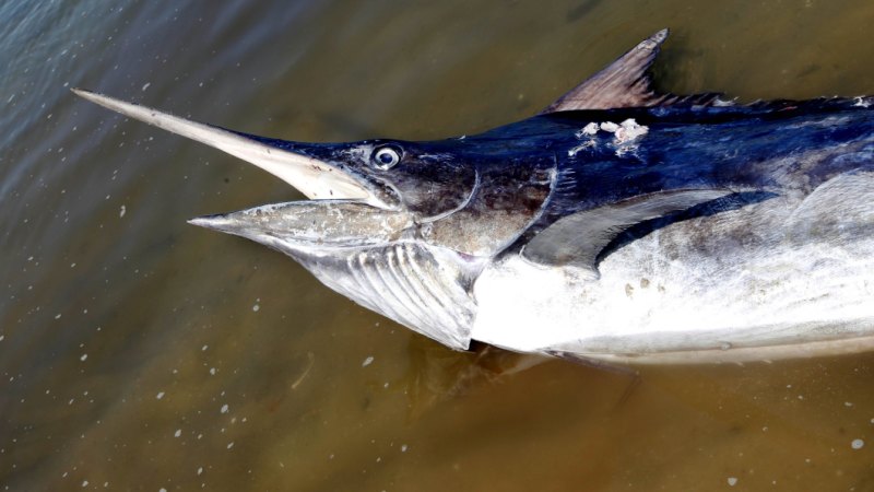 Brothers badly injured after marlin jumps into their boat