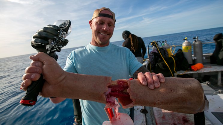 navy diver shark attack
