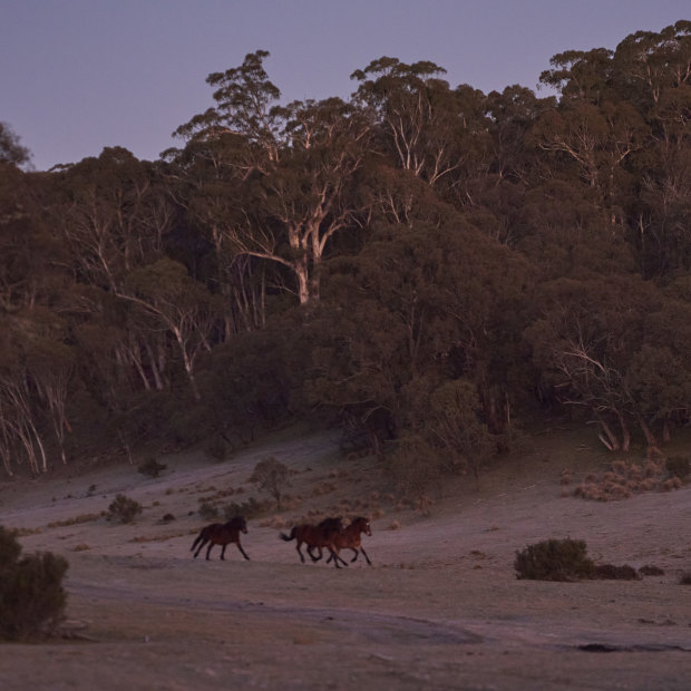 The imminent brumby cull in the Australian alps