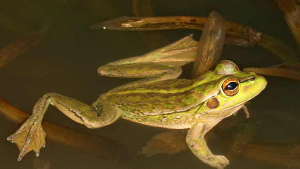 Please 'Shazam' frog lovesongs because it's for science