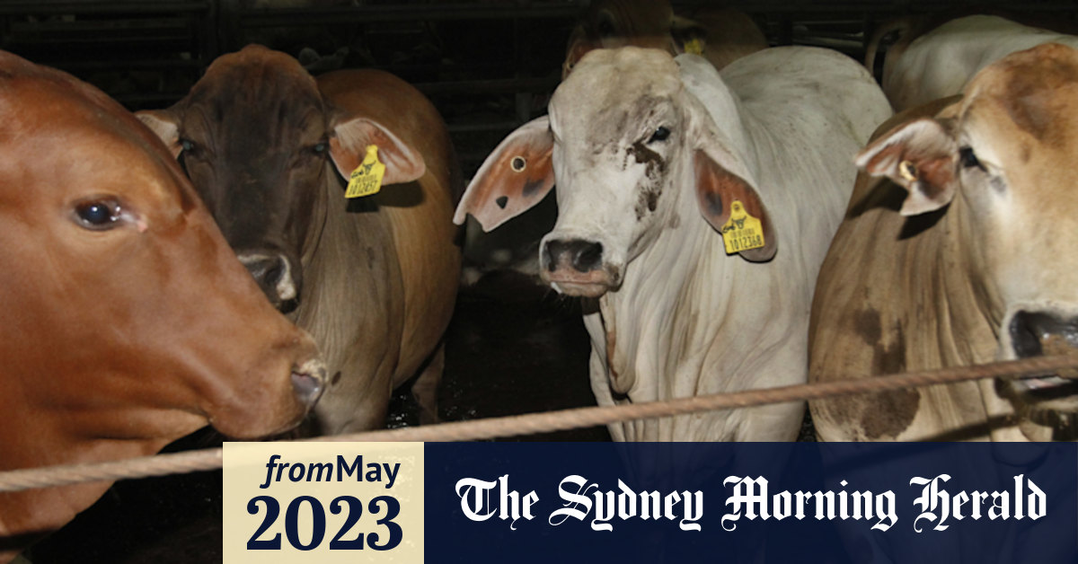 Live export cattle: Australian government report finds ‘systematic ...