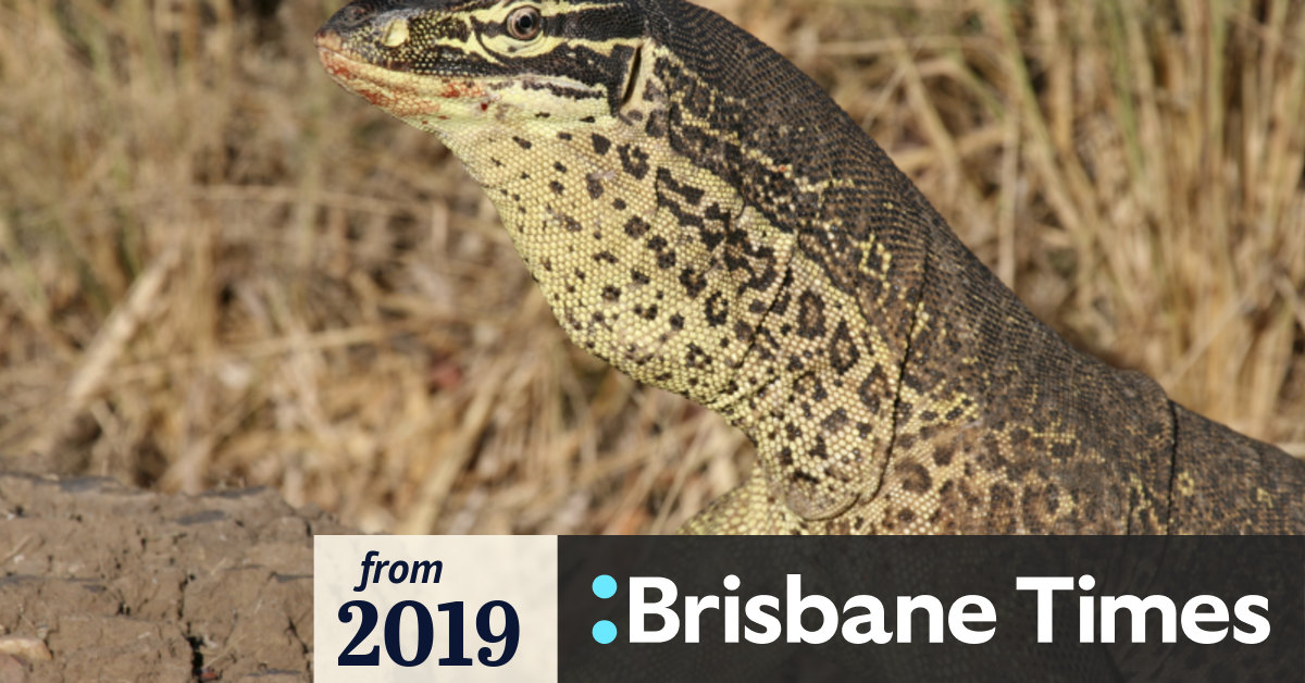 Child bitten by 'very nasty and savage' goanna at SEQ campground
