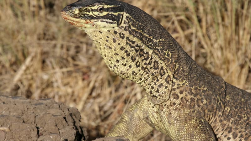 Child bitten by 'very nasty and savage' goanna at SEQ campground