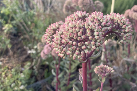 Gardening: Which plants work well in summer and autumn in Australia