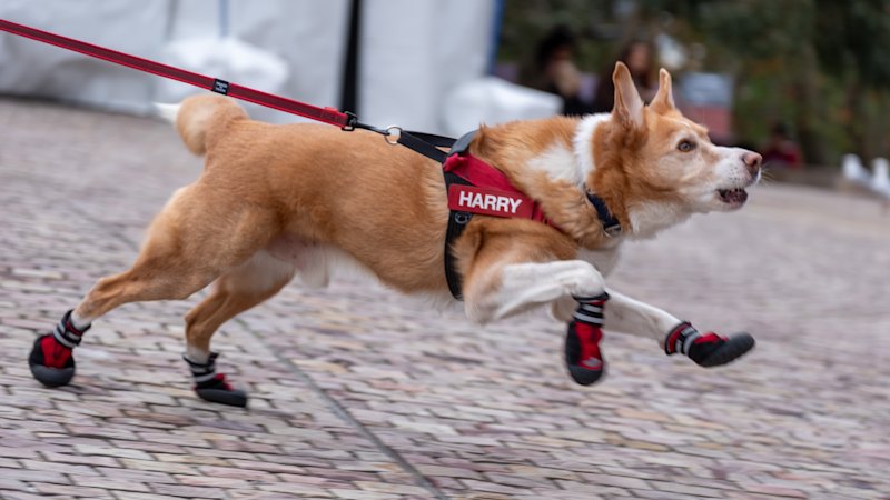 Federation Square trial of Seagull Patrol dogs in Melbourne to end