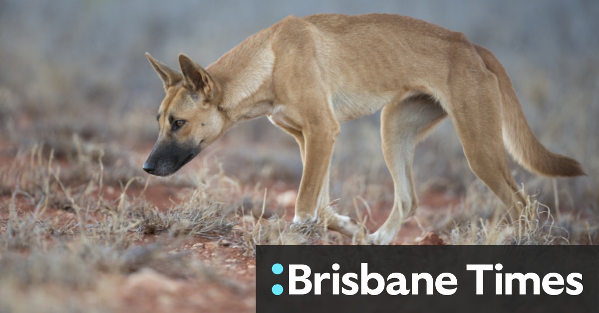 Collared Dingo Bites Woman On Kgari In Latest Island Attack