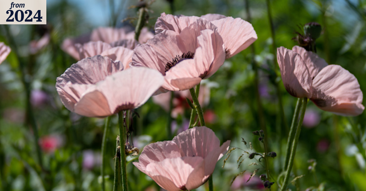 Spring garden advice: Flowers add beauty and biodiversity to your beds