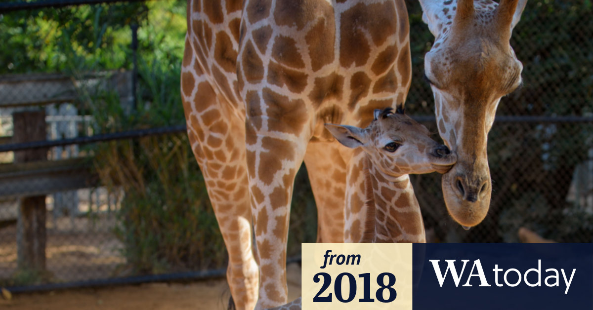 Perth Zoo baby giraffe makes public debut